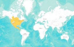 Raccoon – Procyon lotor | Facts About Animals