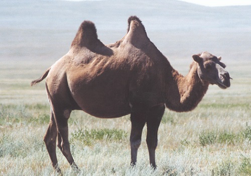 Wild Bactrian Camel – Camelus ferus | Facts About Animals Wild Bactrian Camel – Camelus ferus | Facts About Animals