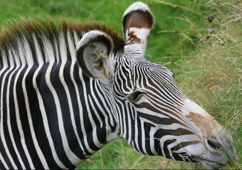 Zebra Pee