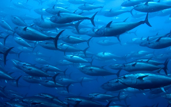 Pacific Bluefin Tuna – Thunnus orientalis | Facts About Animals